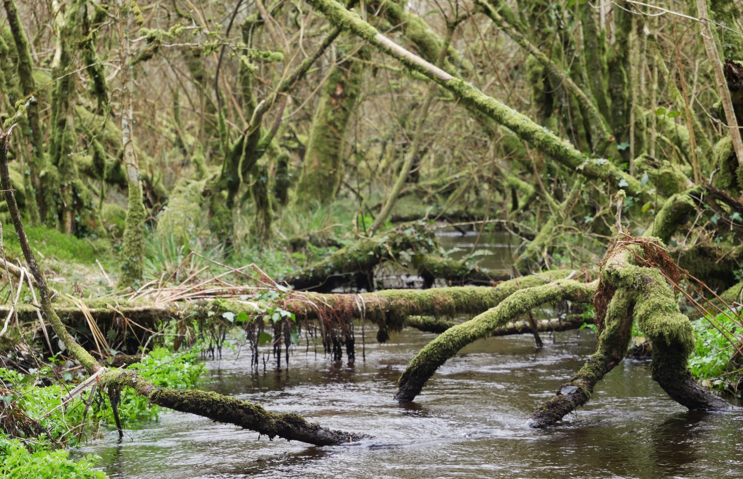East Devon - Beaver Management